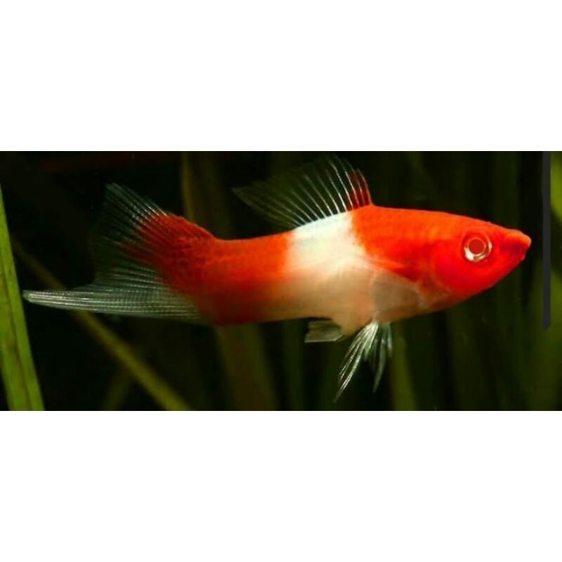 Jual Ikan platy Kohaku ekor pedang / platy kohaku swordtail | Shopee ...