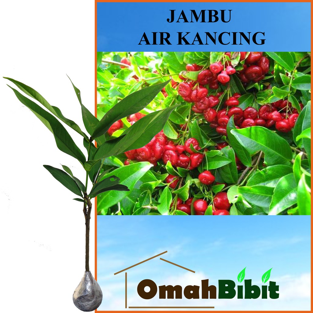 Jual Tanaman Jambu Air Kancing (Tinggi 40-60 cm) | Shopee Indonesia