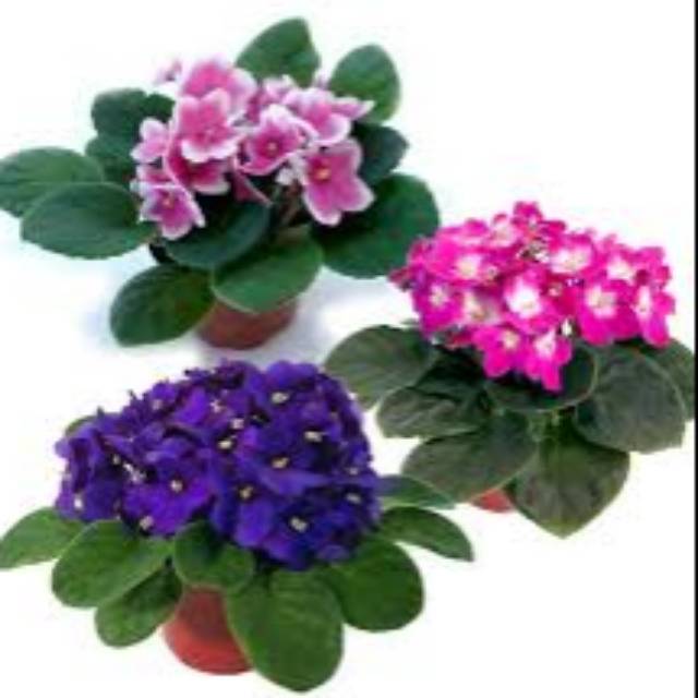 Tanaman Hias Indoor Violces / African Violet | Shopee Indonesia