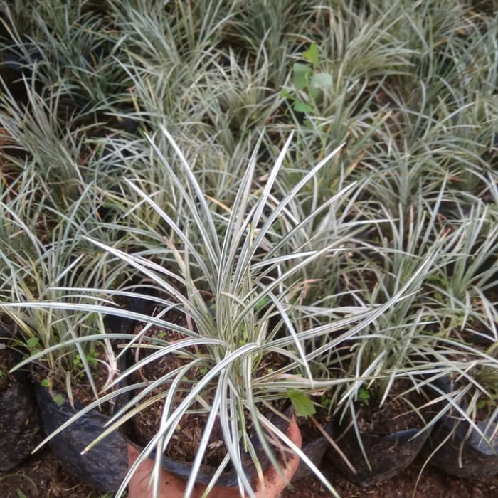 Jual tanaman hias pohon kucai mini putih/kucai mini varigata | Shopee ...