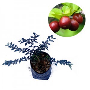 Jual Jeruk Kingkit | Shopee Indonesia