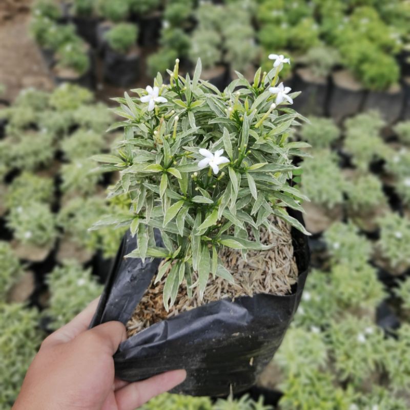 Jual Tanaman Hias Bunga Rombusa Mini Variegata | Shopee Indonesia