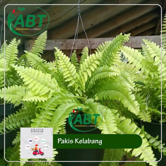 Jual TANAMAN HIAS KELABANG - TANAMAN HIAS BOSTON - PAKIS - TANAMAN HIAS ...