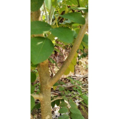 Harga Pohon Gamal 1 Meter Terbaru Nov 2024 |BigGo Indonesia