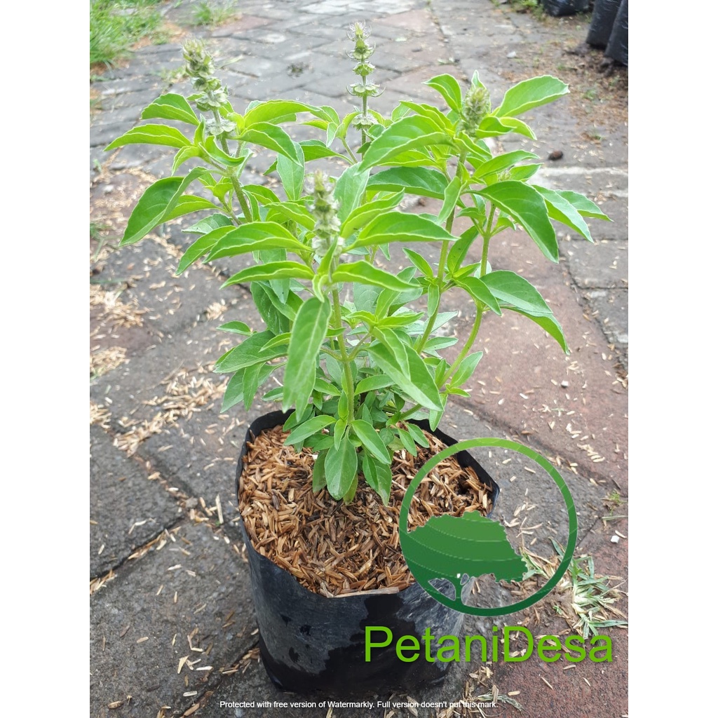 Jual Tanaman Daun Kemangi - Pohon Kemangi Indonesia|Shopee Indonesia