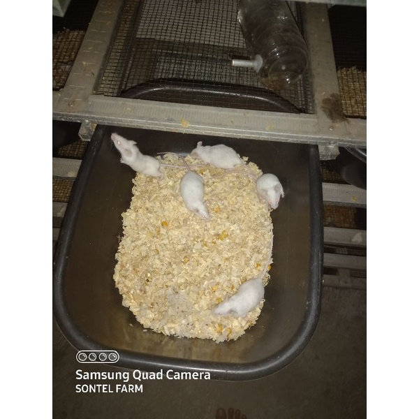 Harga mencit betina Terbaru Agt 2025 | BigGo Indonesia