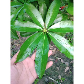 Jual Daun Pulai Daun Pule Daun Herbal Daun Pulai Jamu Tradisional Fresh ...