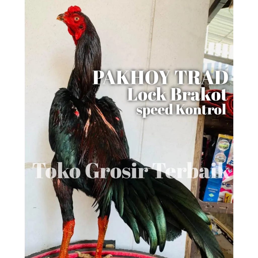 Jual ayam bangkok asli pakhoy lock brakot telur fertil siap tetas bebas ...