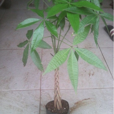Jual Pacira Kepang 5/Pohon Pachira Bagus/Tanaman Pachi Kepang 5/Pohon ...