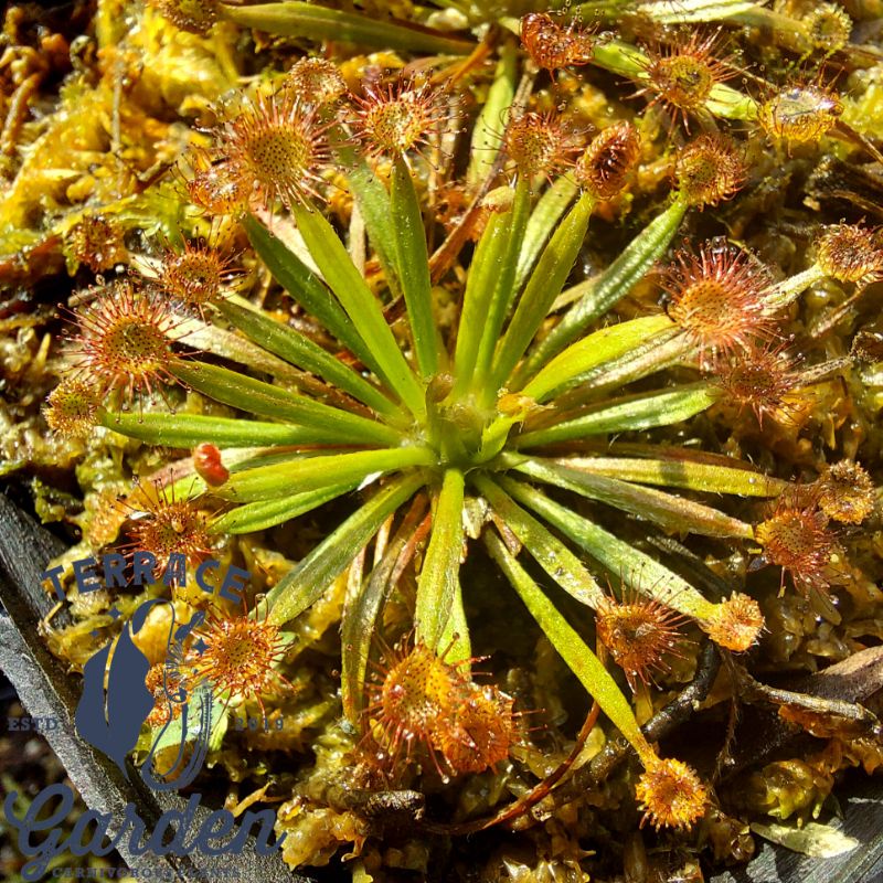 Jual Tanaman Karnivora ( Drosera Petiolaris ) Tanaman pemakan serangga ... Jual Tanaman Karnivora ( Drosera Petiolaris ) Tanaman pemakan serangga ...