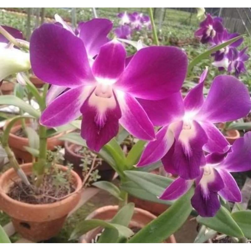 Jual Pohon Anggrek Dendrobium Sonia Pink Dewasa Pohon Bunga Anggrek ...