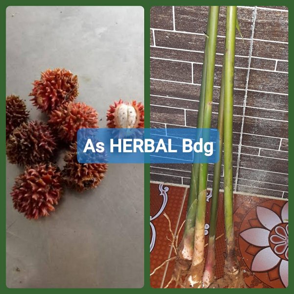 Jual TERBAIK Bibit buah parahulu atau rambutan tanah isi 2 pohon VIRALL ...