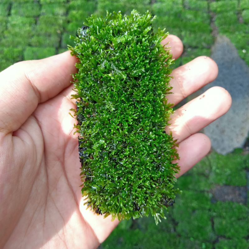 Jual Tanaman aquascape aquarium Moss Riccardia (Media Pakis) Indonesia ...