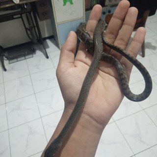 Jual Ular Jali / bandotan macan (ptyas mucosus) Indonesia|Shopee Indonesia