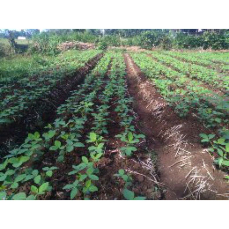 Jual benih edamame murah | Shopee Indonesia