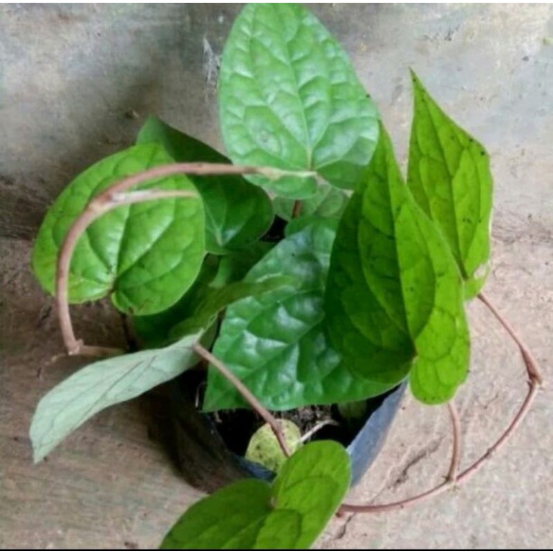 Jual Bibit Stek Sirih Hijau - stek Suruh hijau | Shopee Indonesia