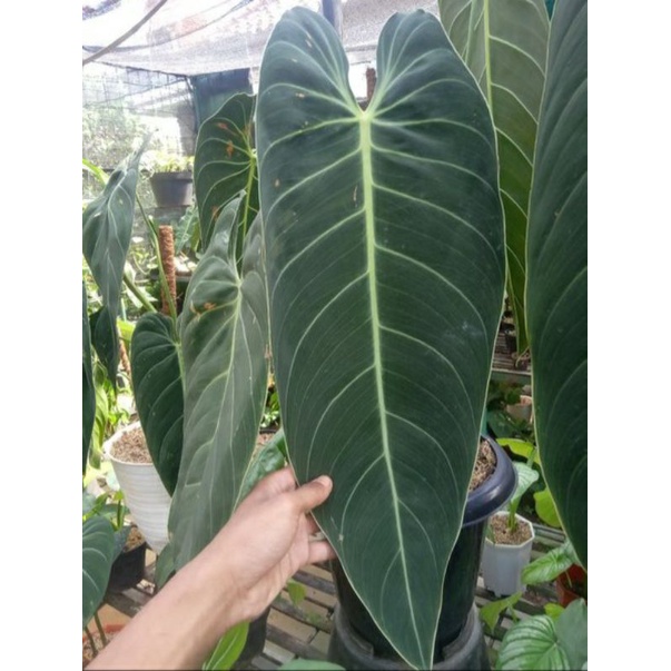 Jual Tanaman Hias Philodendron Melano (Melanochrysum/ philo water blat ...