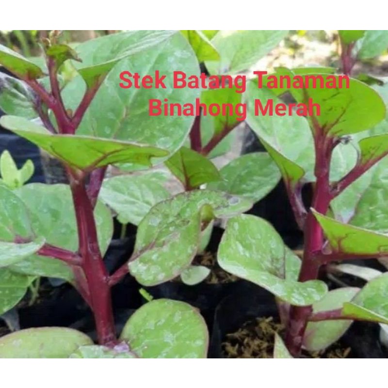 Jual STEK BATANG BINAHONG MERAH( min 5 phn) | Shopee Indonesia