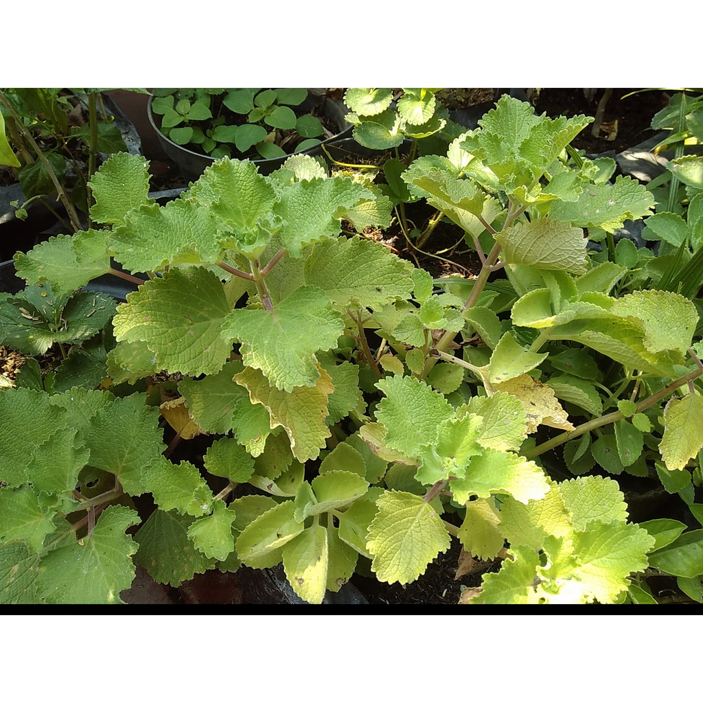Jual Tanaman Daun Bangun Torbangun ~Tumbuhan Daun Bangun~ Coleus ...