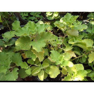 Jual Tanaman Daun Bangun Torbangun ~Tumbuhan Daun Bangun~ Coleus ...