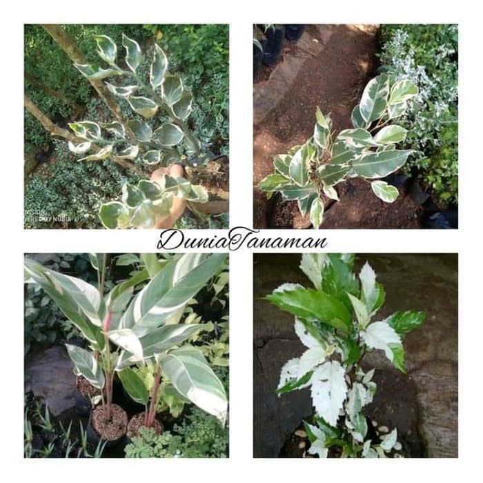 Jual _ paket tanam hias varigata 4 jenis tanaman hias - ( Tanaman hias ...