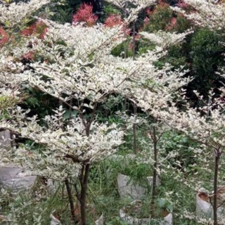 Jual Tanaman Bunga Ketapang Kencana Varigata | Shopee Indonesia