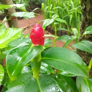 Jual Jual Pohon pacing pentul | Shopee Indonesia