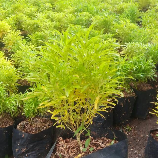 Jual Tanaman Hias Brokoli Kuning | Shopee Indonesia