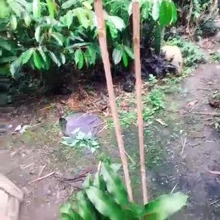 Jual 1-2 Meter Bilah Bambu Ajir Tanaman / Bambu Lanjaran Tanaman - Toko ...