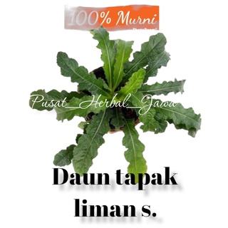 Jual Tapak liman daun dan akar segar 200gram tanaman berhasiat | Shopee ...