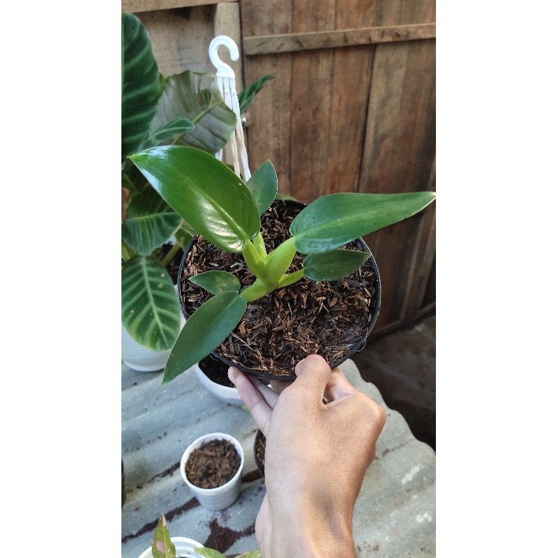 Jual Realpict* Baby philodendron katak / Philo katak | Shopee Indonesia