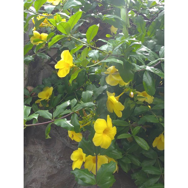 Jual Tanaman Alamanda ~Bunga Terompet Emas~Minimal order 2 pohon ...
