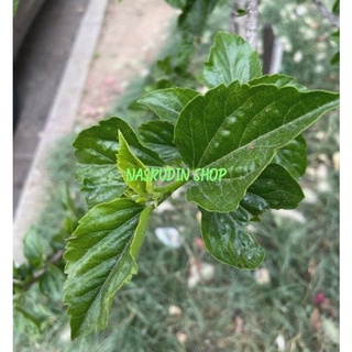 Jual DAUN BUNGA SEPATU SEGAR LANGSUNG PETIK / DAUN TANAMAN KEMBANG ...