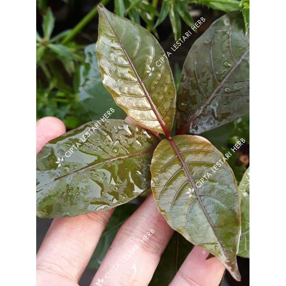 Jual Pusat Benih Tanaman. Paket 5 Bibit Pohon Daun Ungu Hemat - Tanaman ... Jual Pusat Benih Tanaman. Paket 5 Bibit Pohon Daun Ungu Hemat - Tanaman ...