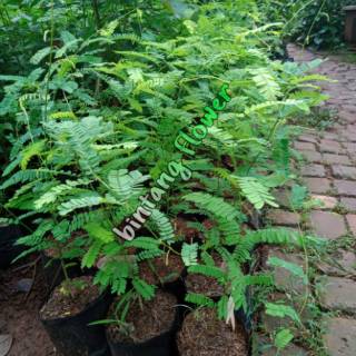 Jual Tanaman herbal daun saga rambat | bibit herbal daun saga | Shopee ...