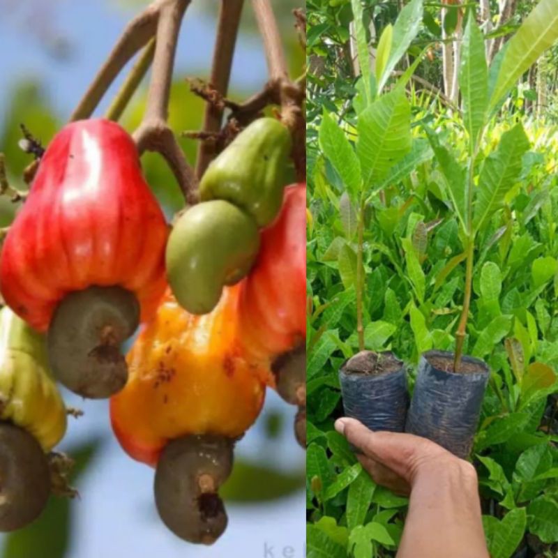 Jual bibit jambu monyet atau jambu mente. | Shopee Indonesia Jual bibit jambu monyet atau jambu mente. | Shopee Indonesia
