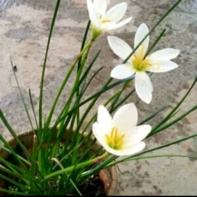 Jual Tanaman Hias Lili Kucay Bunga Putih/Tanaman Tulip Bunga Putih ...