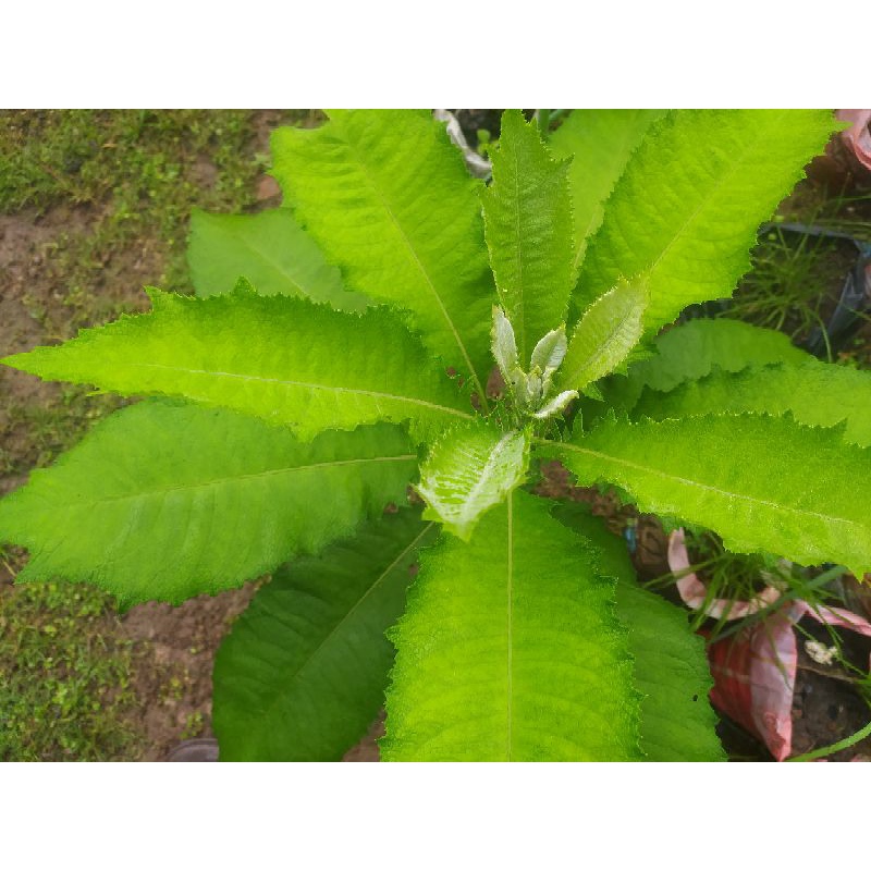 Jual Sembung Obat herbal tradisional banyak manfaat Daun Sembung ...