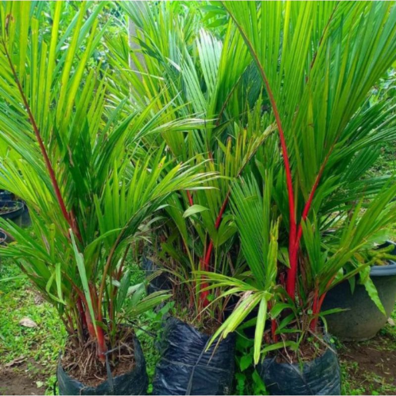 Jual Tanaman hias Palem Botol perpohon tinggi 45cm | Shopee Indonesia