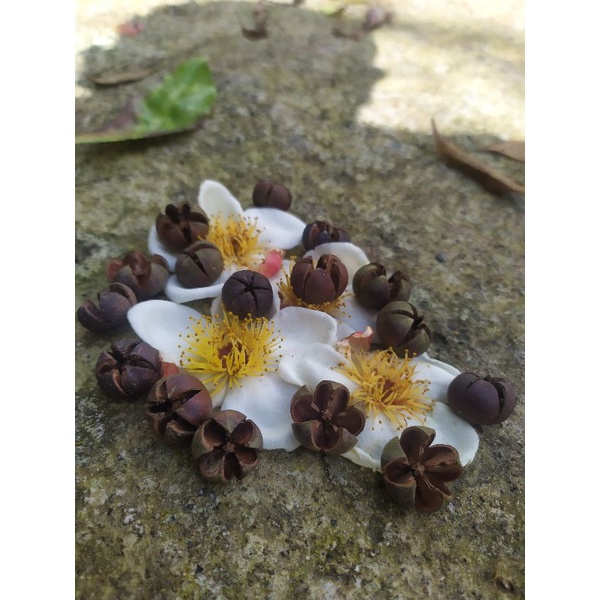 Jual HIASAN DAN KERAJINAN BUNGA & POHON PUSPA ALAMI DARI PEGUNUNGAN ...