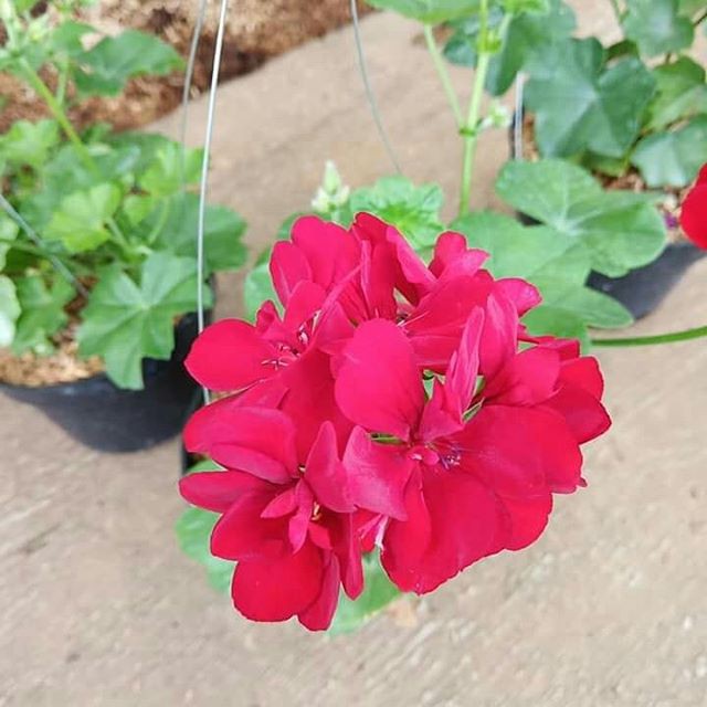 19+ Gambar Bunga Geranium Merah - Gambar Bunga Indah