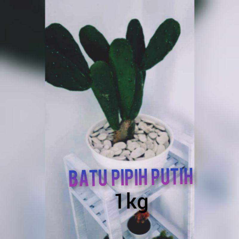 Jual Batu putih batu pipih batu koral batu taman batu aquarium | Shopee ...
