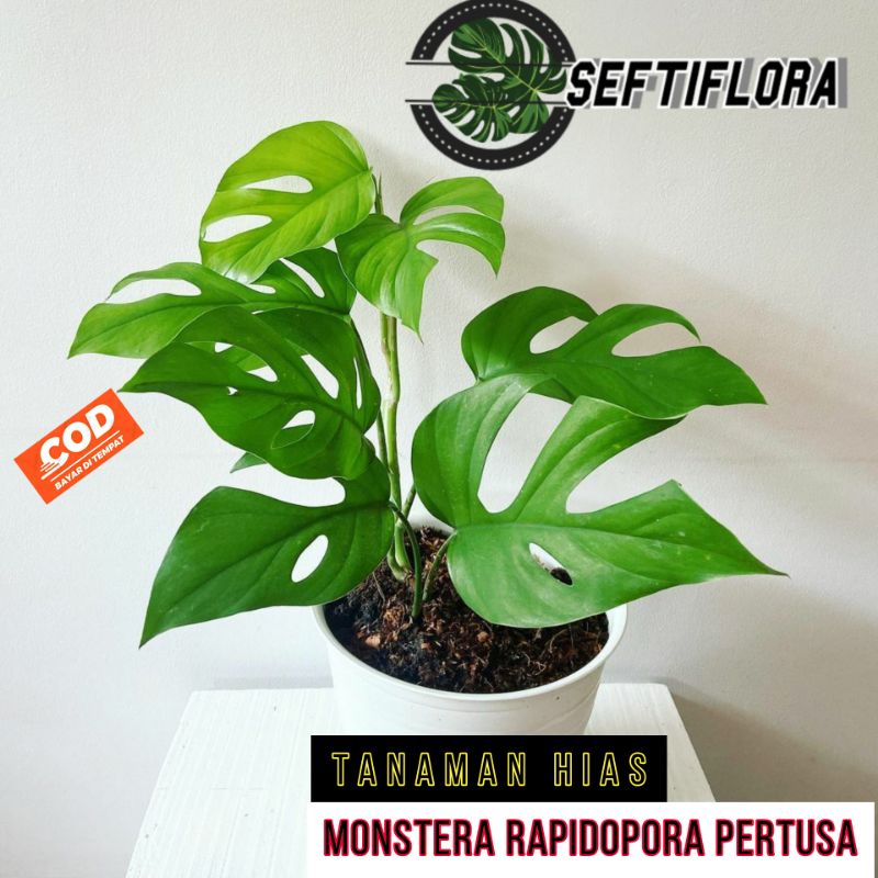 Jual tanaman hias monstera rhaphidopora- monstera mini/monstera ...