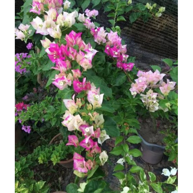 Jual promo tanaman hias pohon bunga bougenville/bugenfil/bugenvil ...