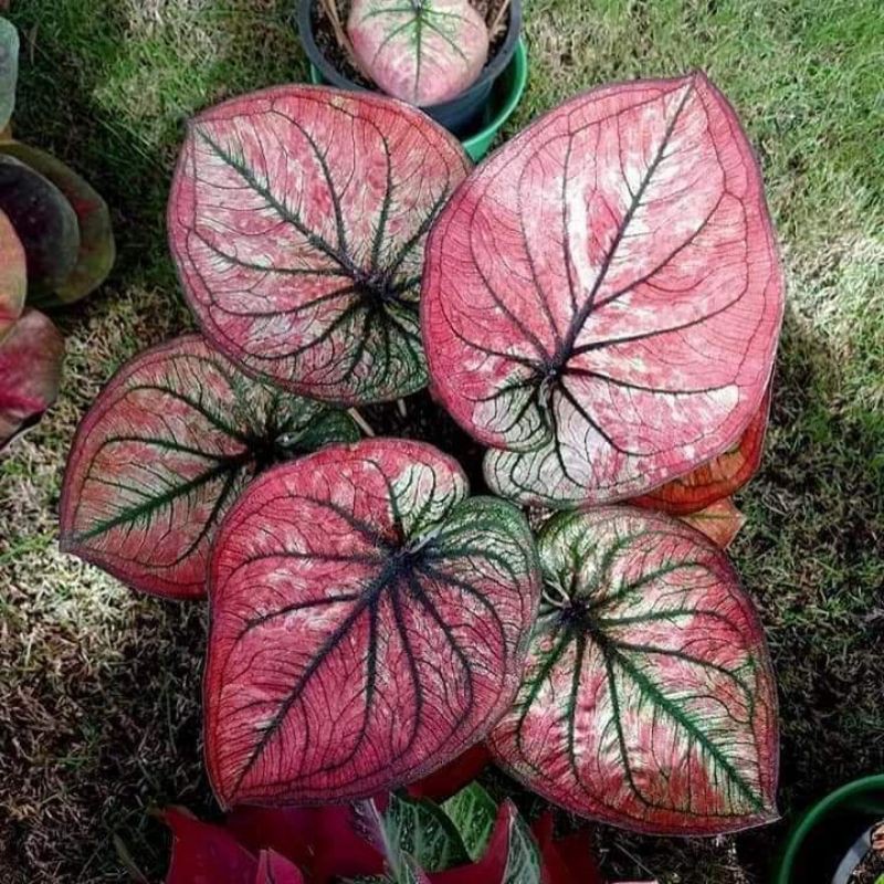 Jual caladium debutante/red stone daun bulat Indonesia|Shopee Indonesia