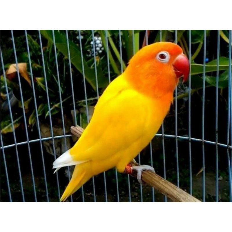Jual Lovebird Paskun Pastel Kuning Indonesia|Shopee Indonesia