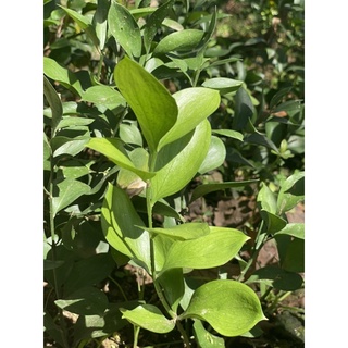 Jual paket hemat A (2 gelbra putih, 2 bunga astro, 2 daun ruskus ...