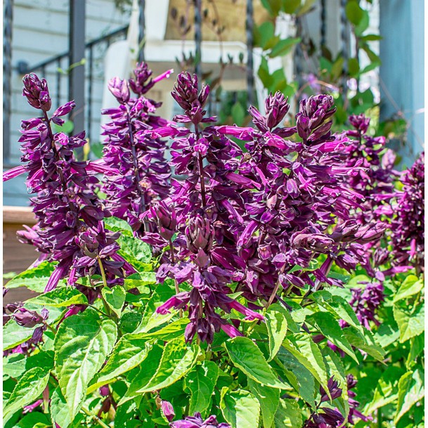 Jual Bibit Bunga Tanaman Salvia Ungu | Shopee Indonesia