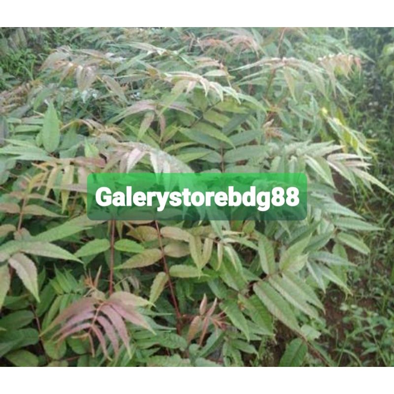 Jual Daun surian daun suren segar petik langsung 300 gram Indonesia ...