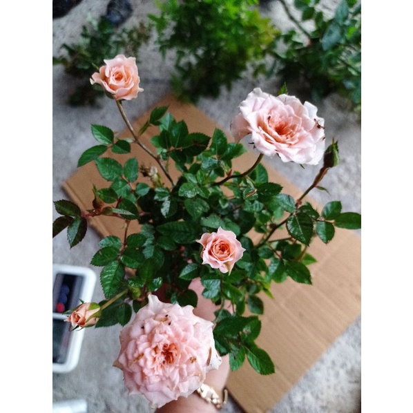 Jual Mawar Minion Bunga Tumpuk Kemruyuk Sangat Banyak Babung Dalam 1 pohon | Shopee Indonesia